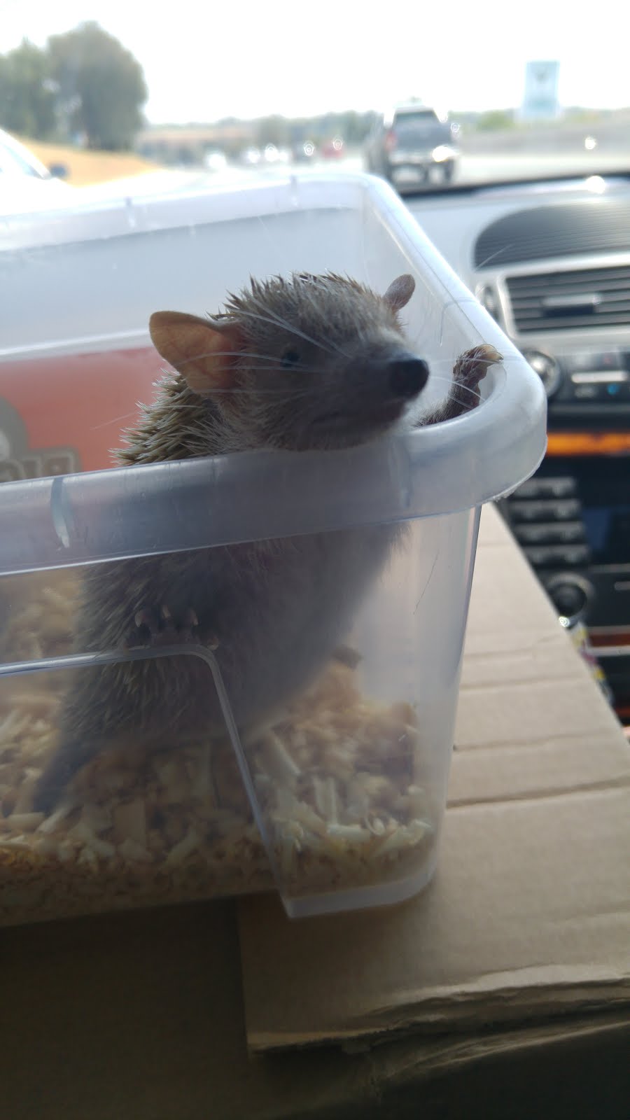 Tiny Tenrecs: Handling Your Tenrec
