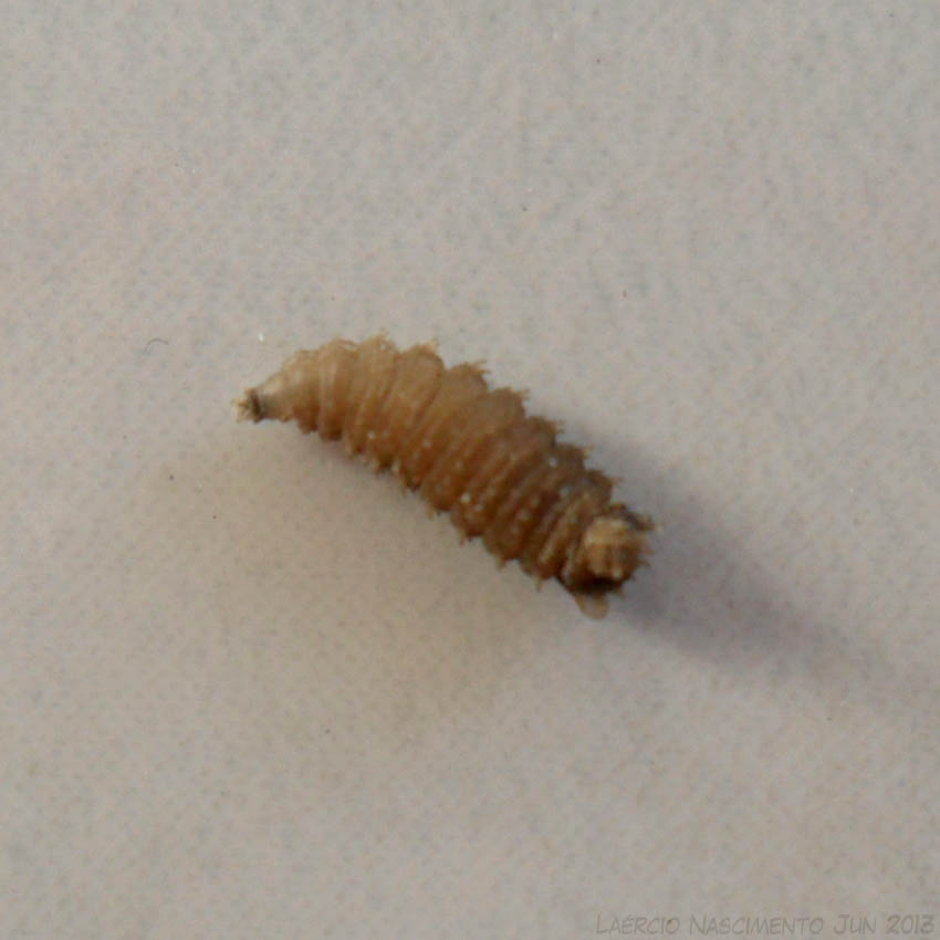 Insetologia - Identificação de insetos: Larvas de Mosca em São Paulo