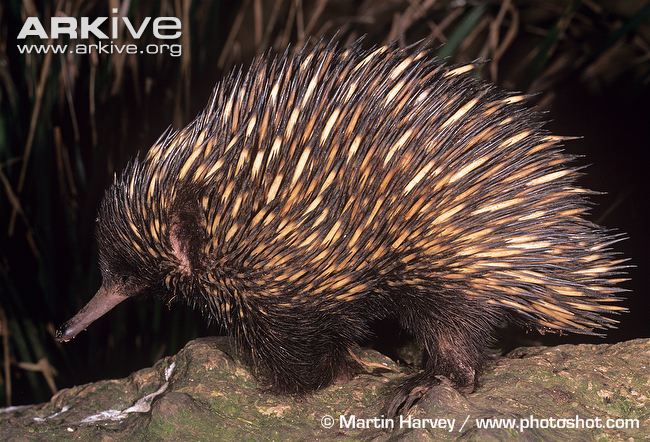 Mamíferos y marsupiales mammals of the earth: Equidna pico corto ...