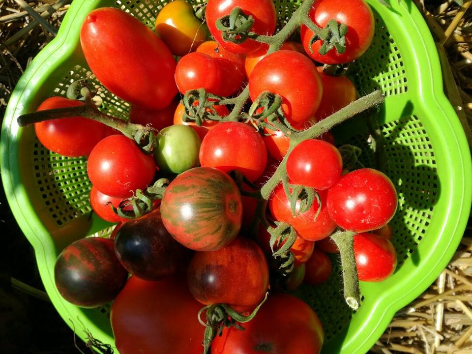 cele patru anotimpuri: Recolta de azi