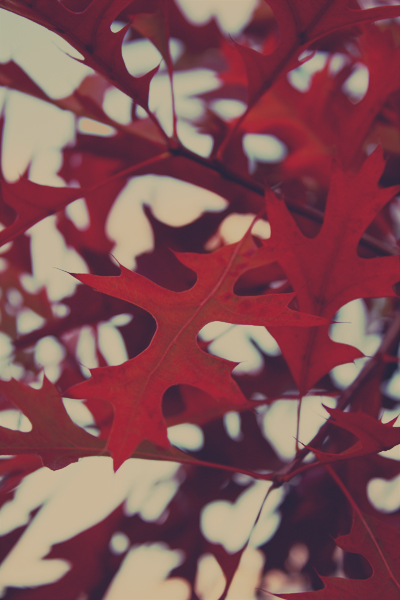 London Still: 'Day in Autumn' by Rainer Maria Rilke