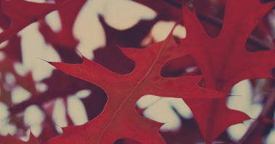 London Still: 'Day in Autumn' by Rainer Maria Rilke