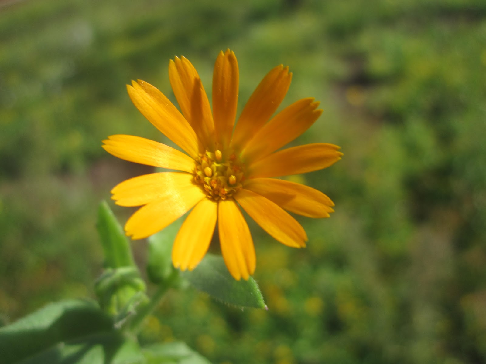 pantelleria - trekking - wandern: Flora A-C