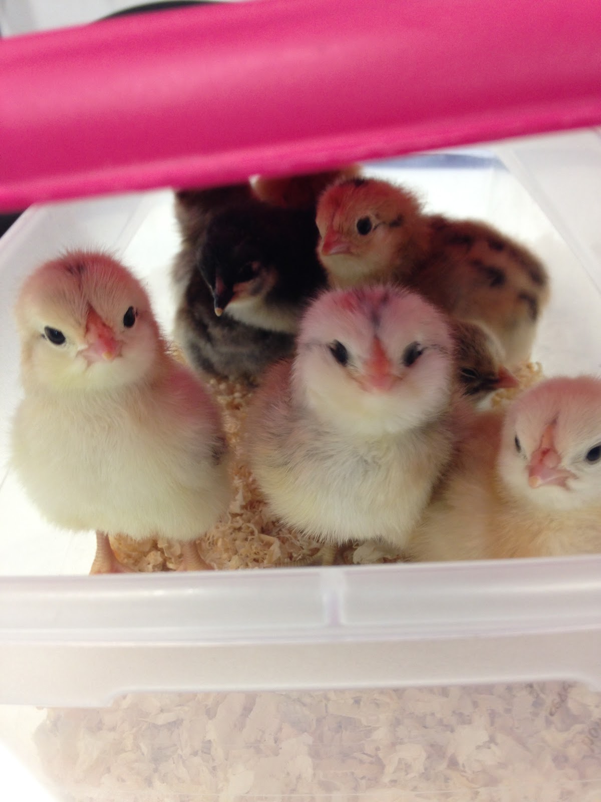 Mrs. Stecker's 2nd Grade Scholars