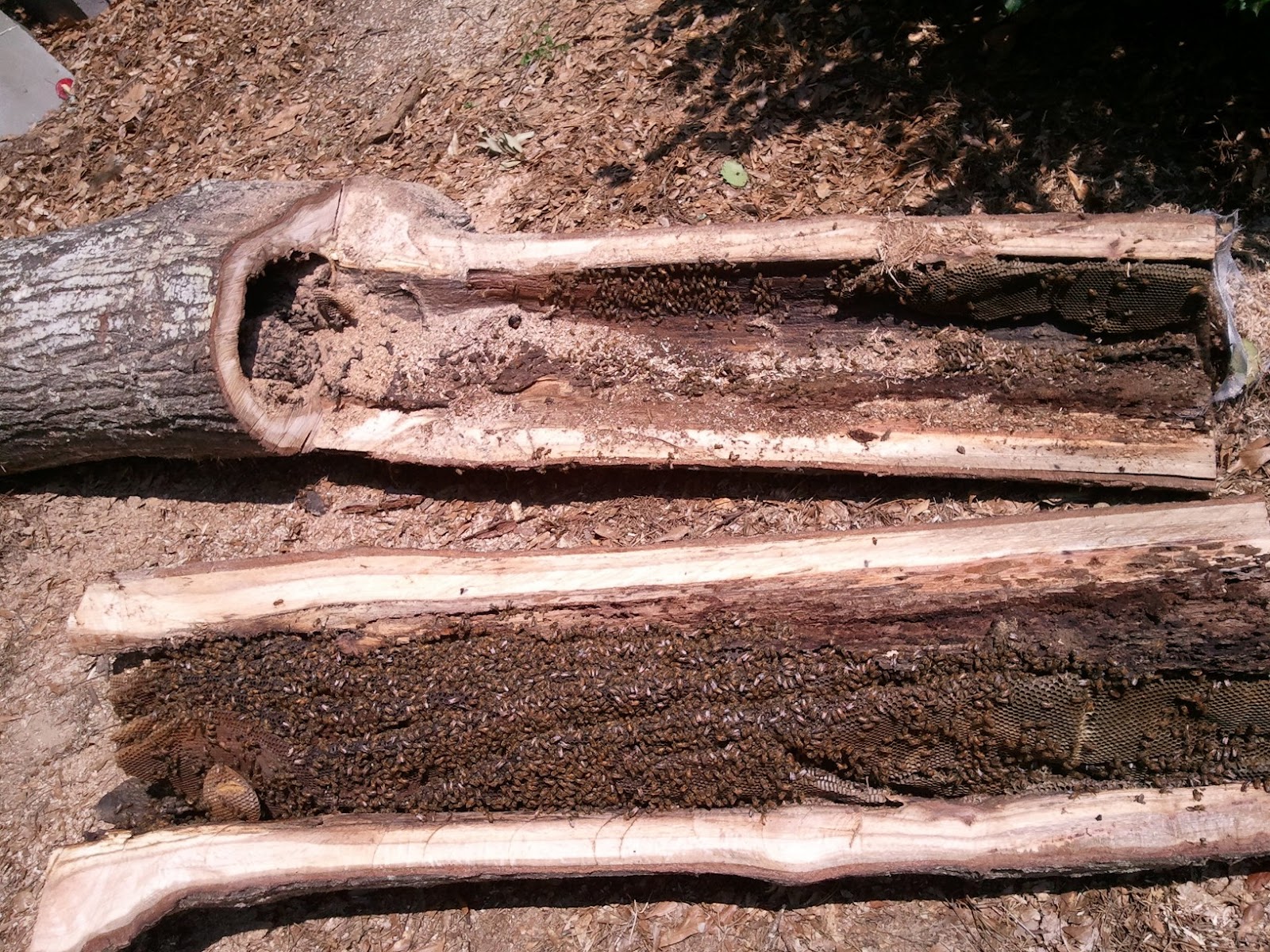 Mark's Farm Tochok: Bees in a tree