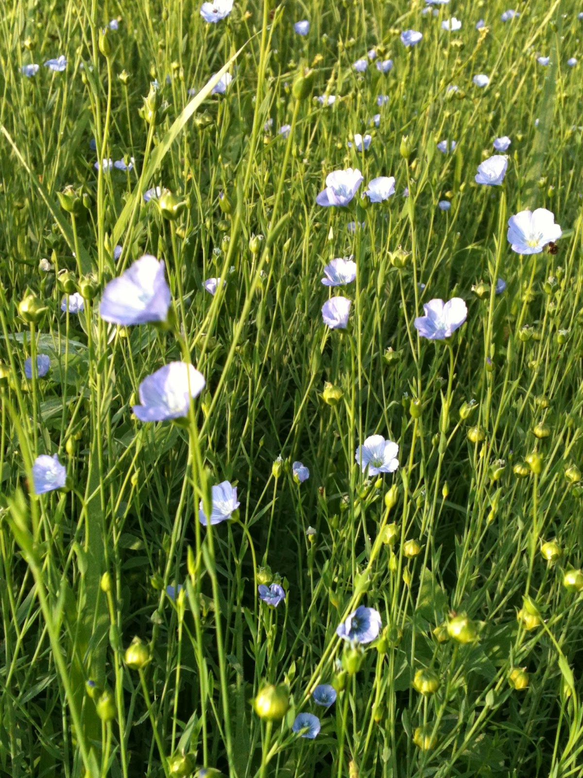 Life in Landis Valley: Flax: as Beautiful as it is Useful
