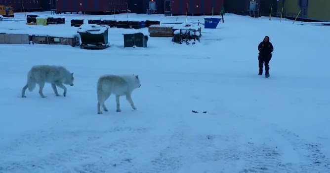 White Wolf : Wild Arctic Wolves Approach Workers In Canada (Video)