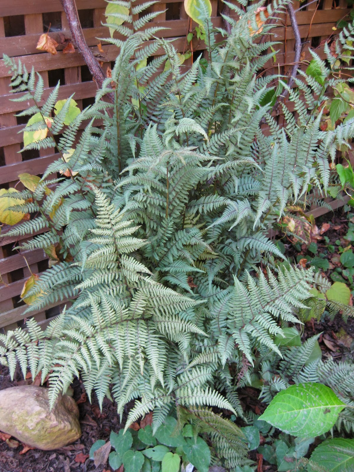 Rotary Botanical Gardens - Hort Blog: Fun Ferns (Starting With The ...