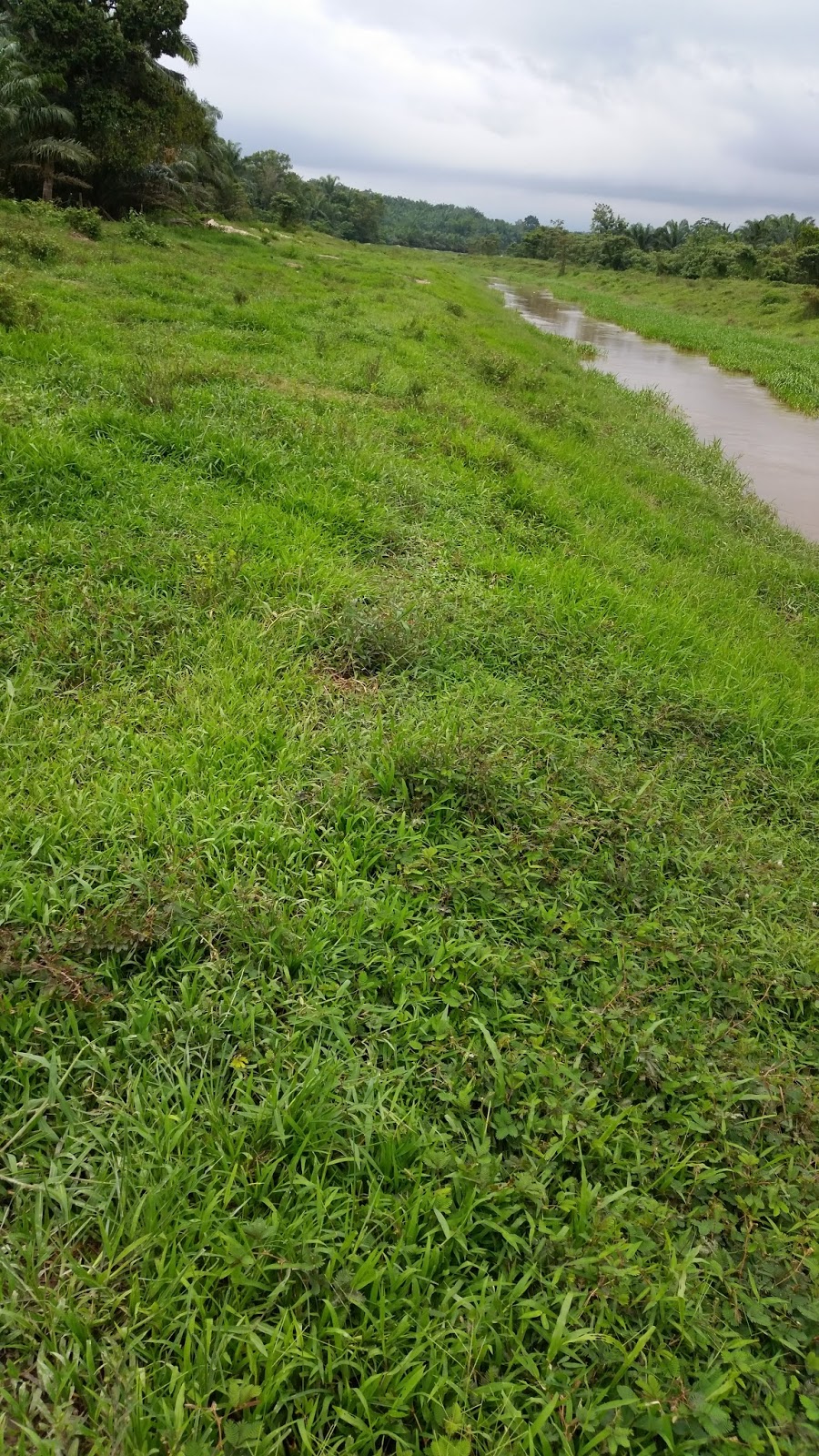 Warisan Petani: Ternakan Lembu 4