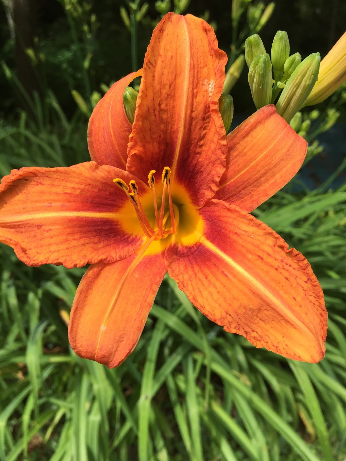 Where Lilli Blooms: Dragonflies and Lilies Blooming