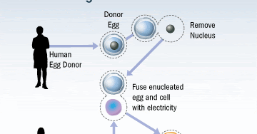 Desafiando a Nomenklatura Científica: A governança global da clonagem ...