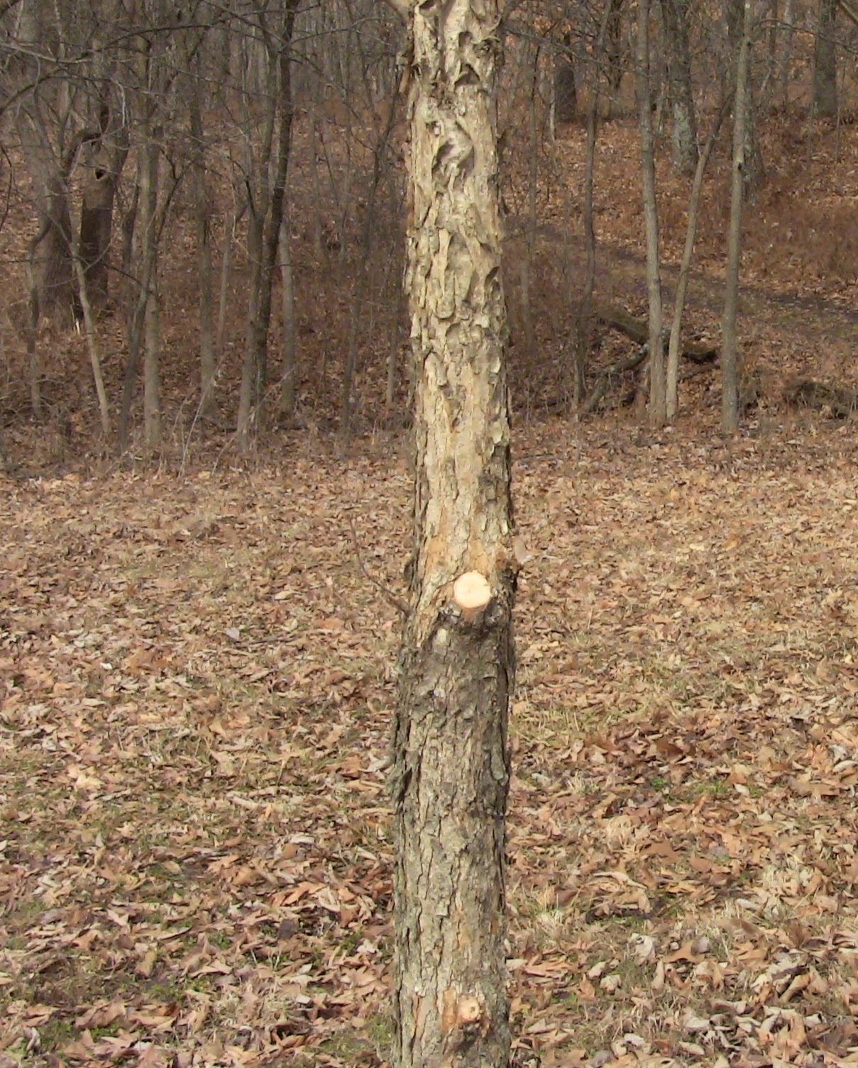 True Blue Sam the Travelin' Man: Pruning For Quality: Lateral Branches