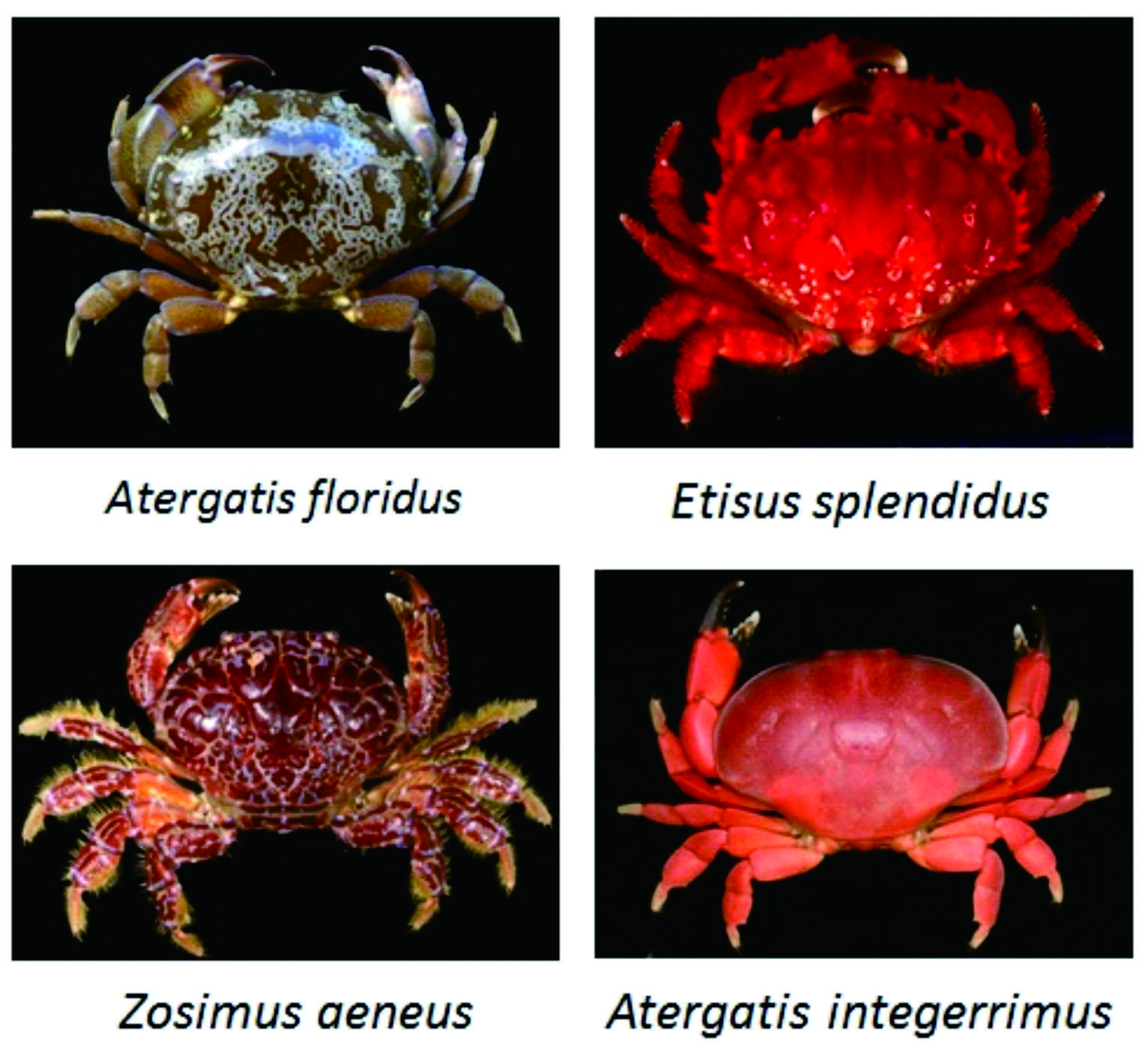 Mengenal Jenis Kepiting Beracun - Lalaukan