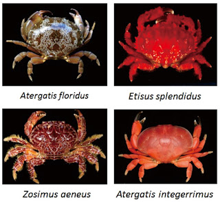 Mengenal Jenis Kepiting Beracun - Lalaukan
