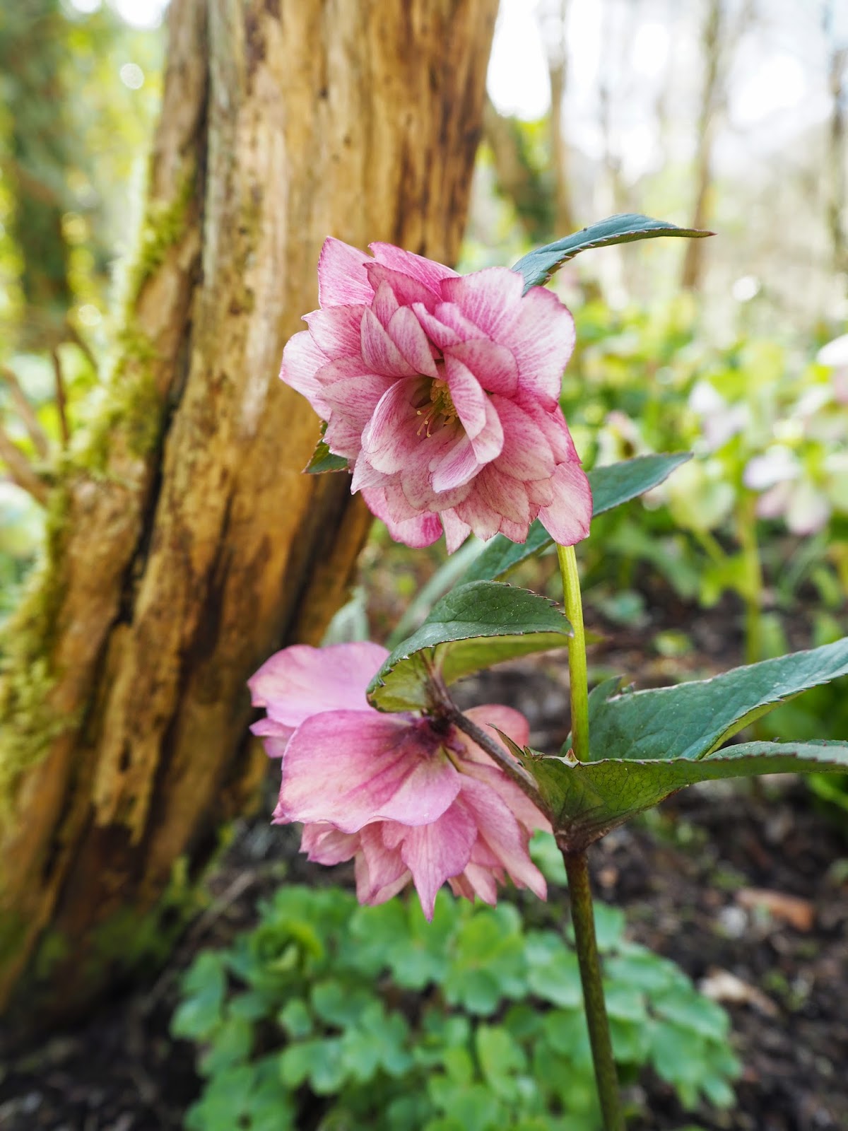 Travel - A Spring Weekend in Cornwall - Roses and Rolltops