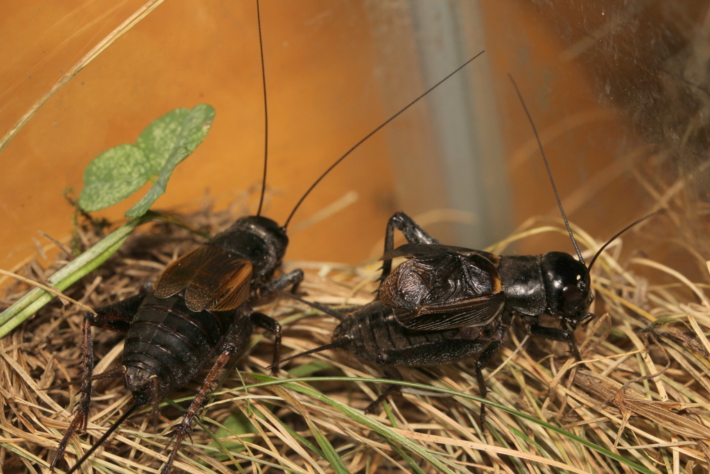 Listening in Nature: Cricket Songs: General Characteristics of Pitch ...