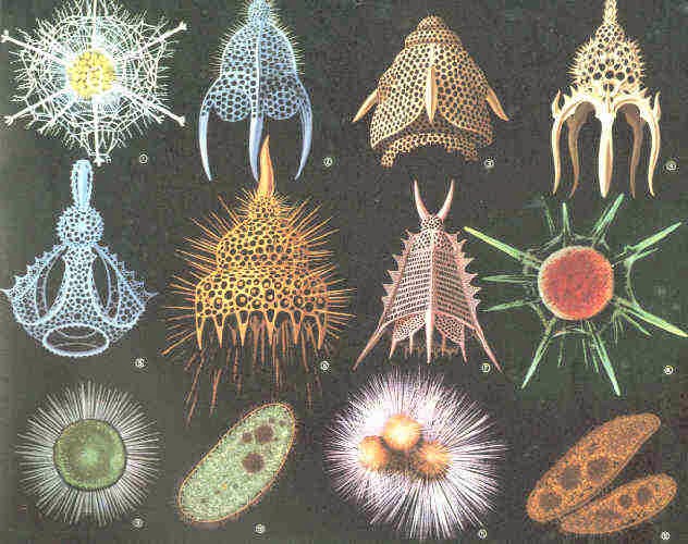 Reinos de Vida...Origen y Reproducción.: Los Protozoarios