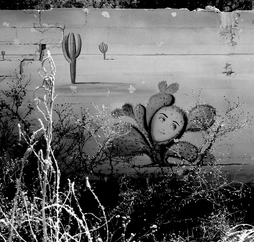 Weeds and Walls: Photography