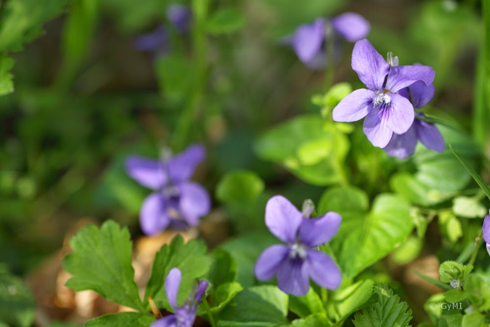 Toporași de pădure