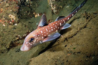 o sítio do DIOGO: A Quimera