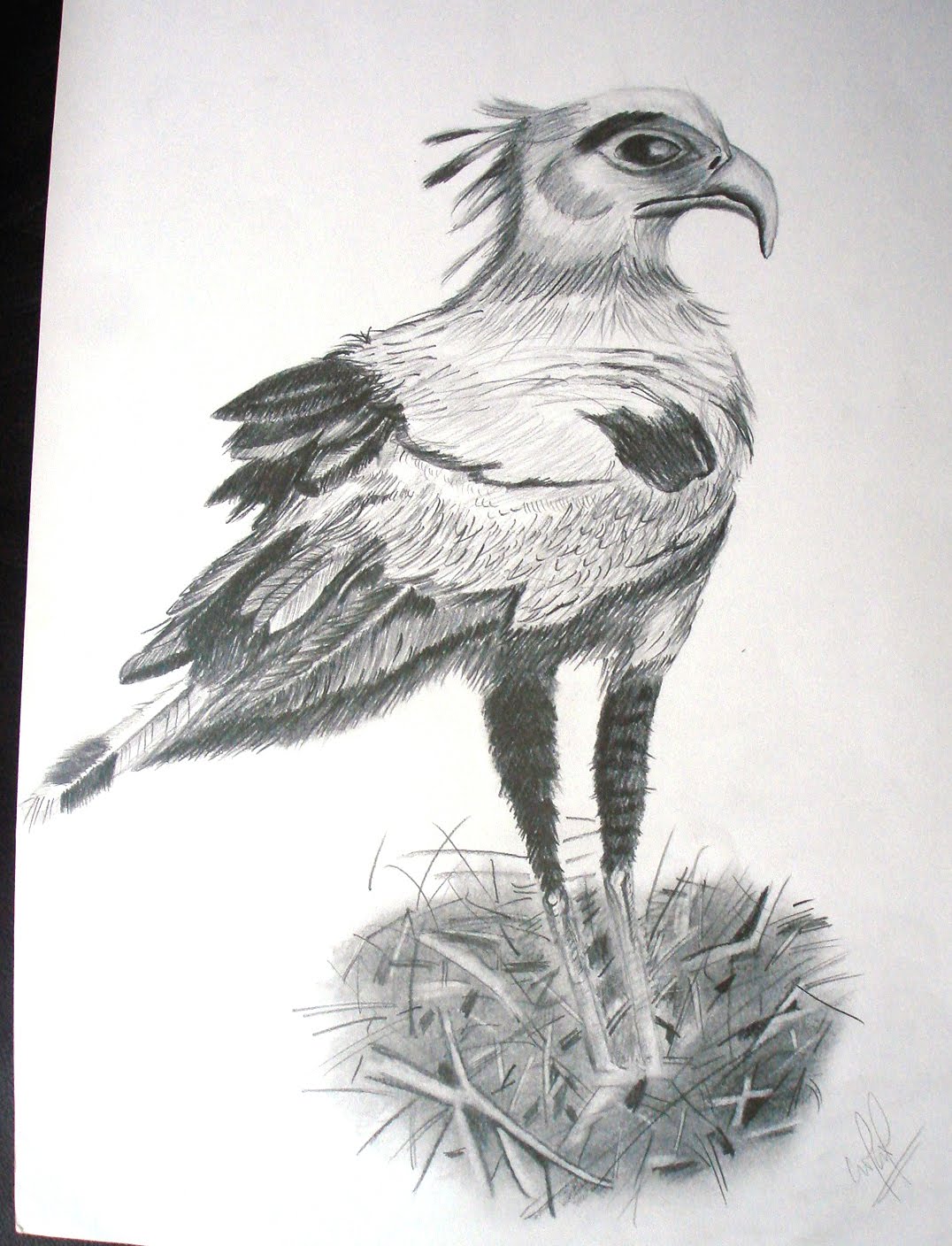 Dibujos de pajaros a lapiz - Imagui