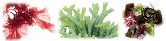 XanaNatura: Algoterapia. El nutriente del mar en nuestro cuerpo ...