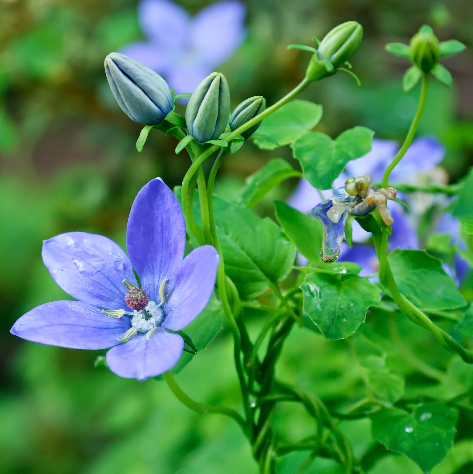 Codonopsis Tea Benefits ~ Healthy Tea 101