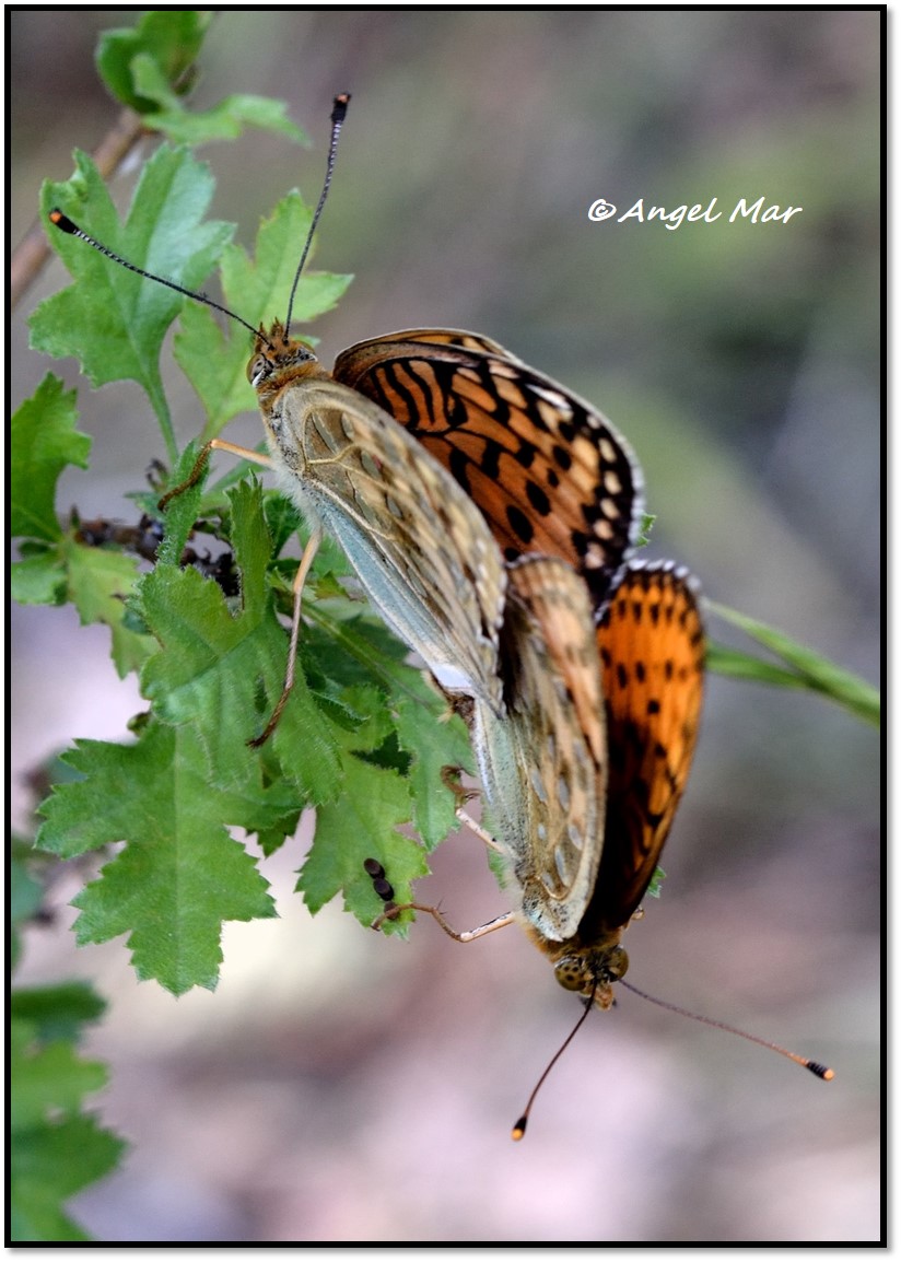 Butterflies and Dragonflies: Argynnis aglaja - (Speyeria aglaja ...