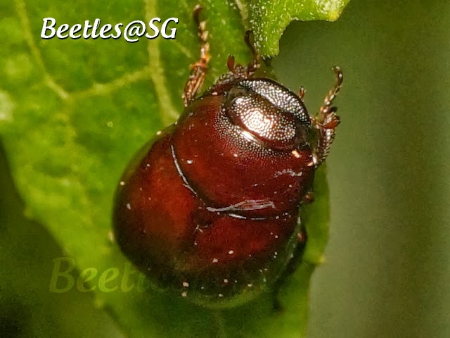 Beetles@SG BLOG: Night Walk At Ang Mo Kio Town Garden West (18 Oct 2013)