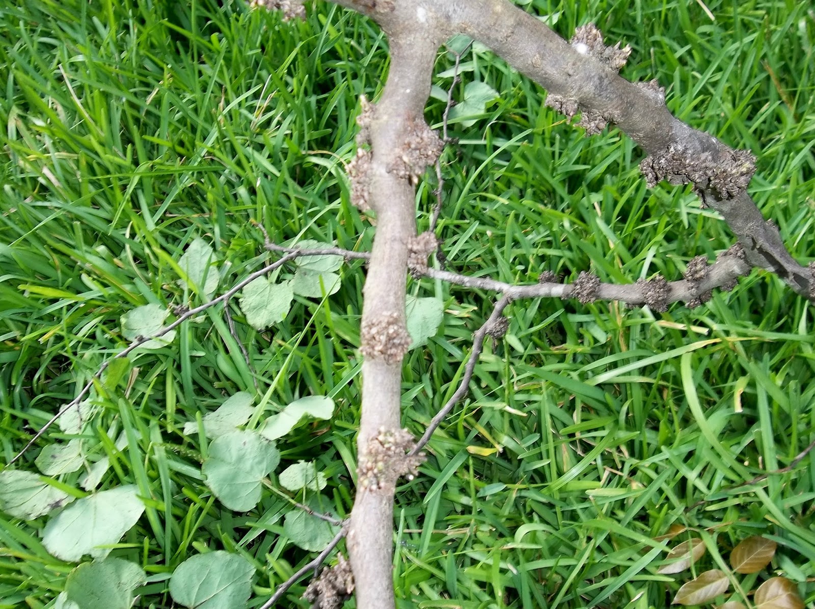 PRACTICAL PARSIMONY: What Is Wrong With This Tree?