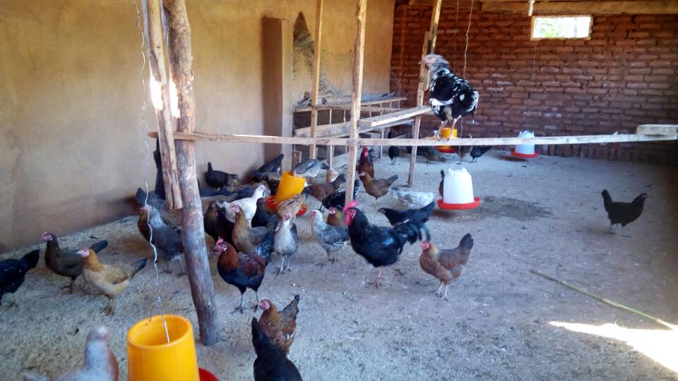 UFUGAJI WA KUKU: UTAMBUE MFUMO WA UFUGAJI KUKU WA NUSU HURIA - KILIMO ...