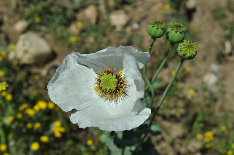 RioYeguas: Adormidera. Papaver somniferum. Planta del Opio