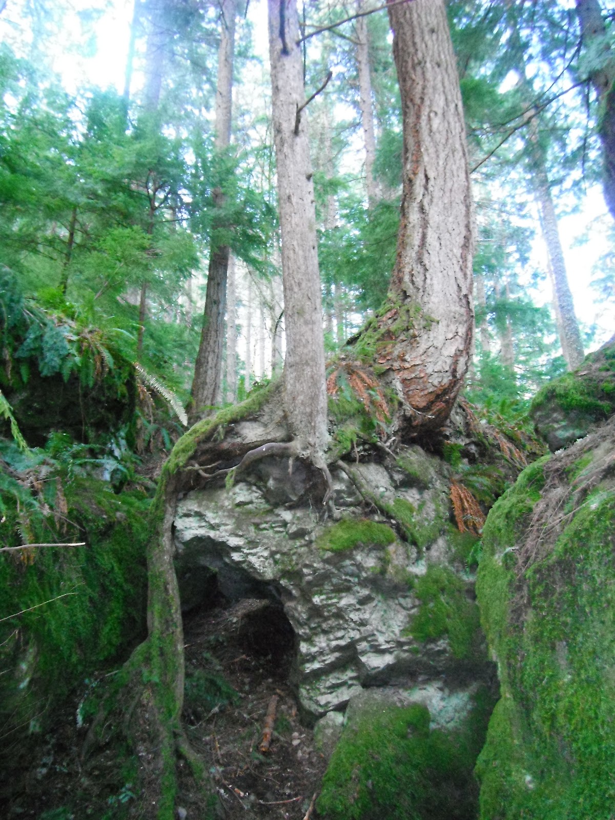 YOH!: Talus Rocks Hike at Tiger Mountain
