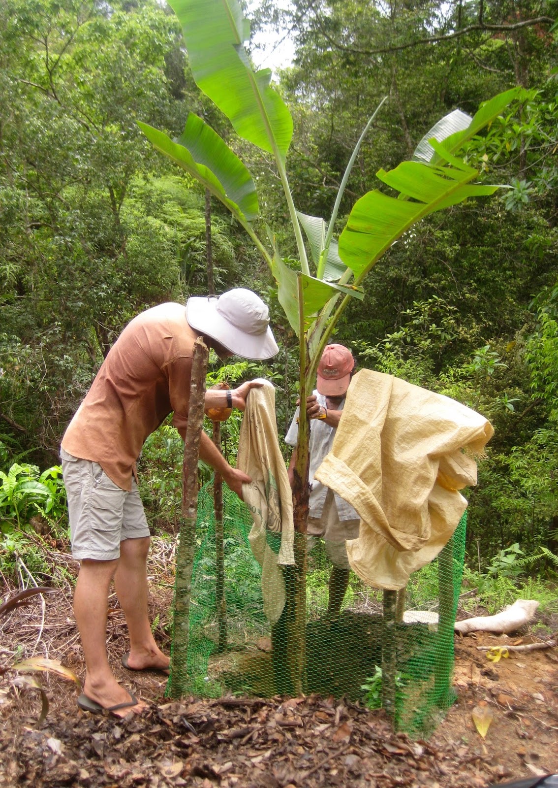 Learning to Live Peace: Continuing a Sri Lankan tradition - Bananas!