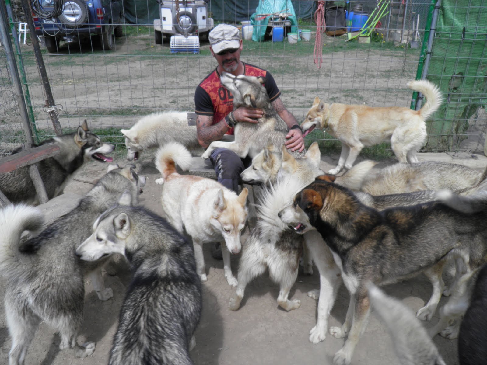 Lazaro´s Team: UNA LABRADOR ENTRE LOBOS!!!