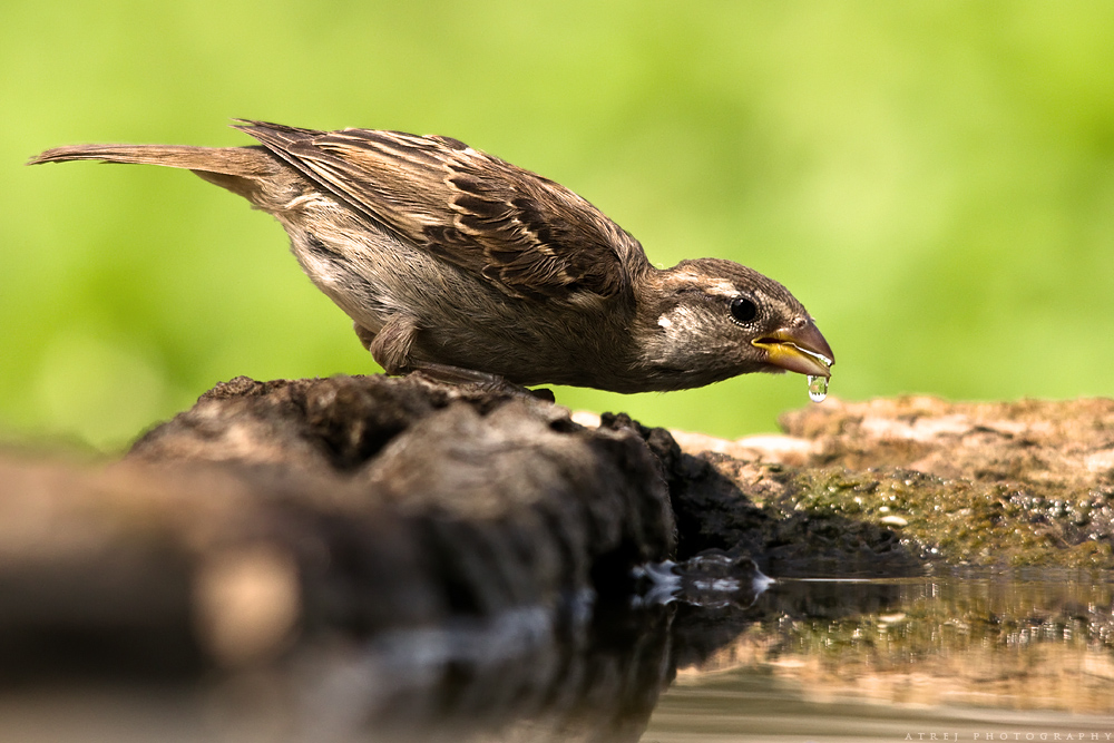 Atrej photography: vrabec domový