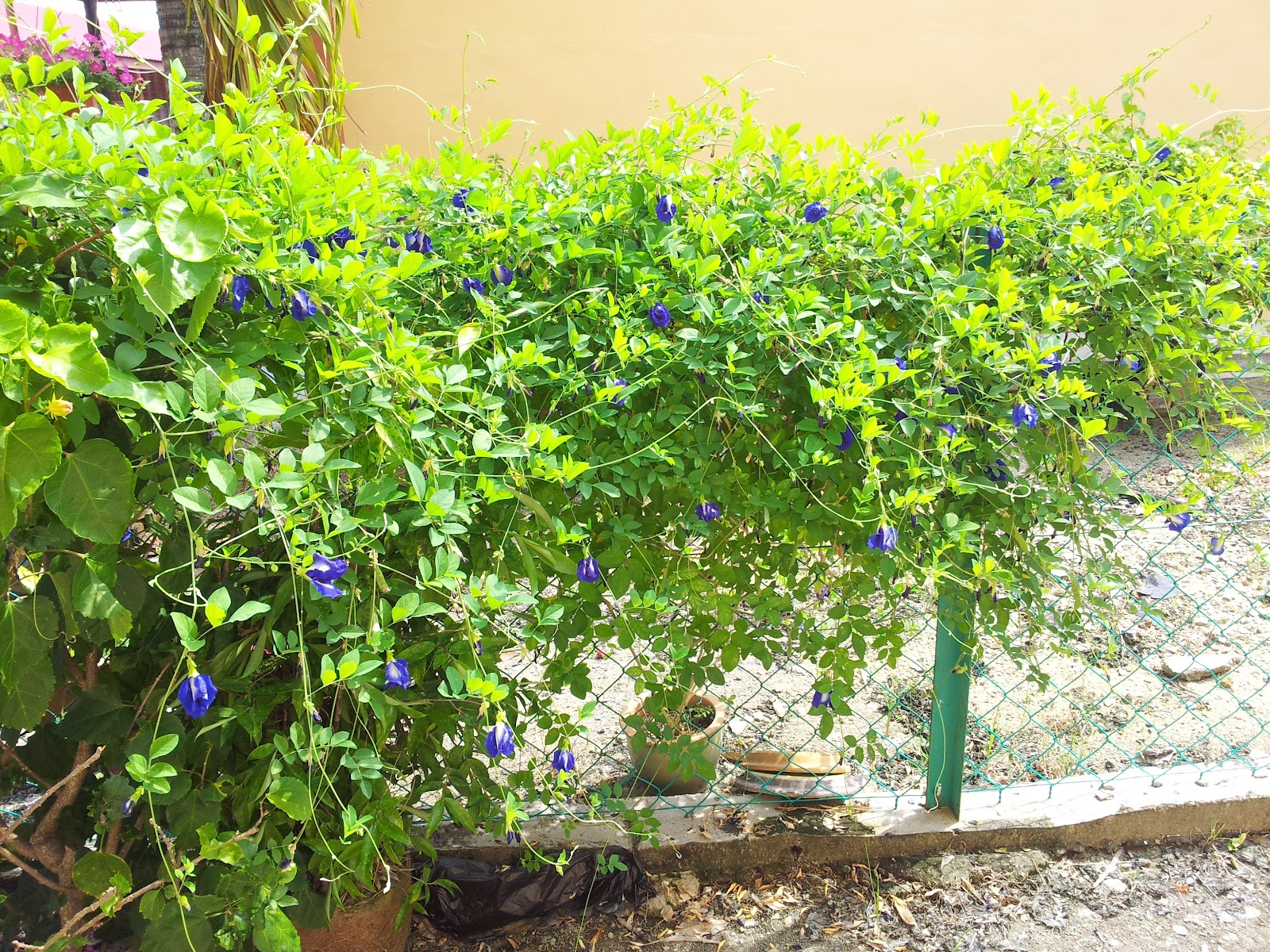 Tangan Panas-Panas Sejuk: Bunga Telang~Butterfly Pea