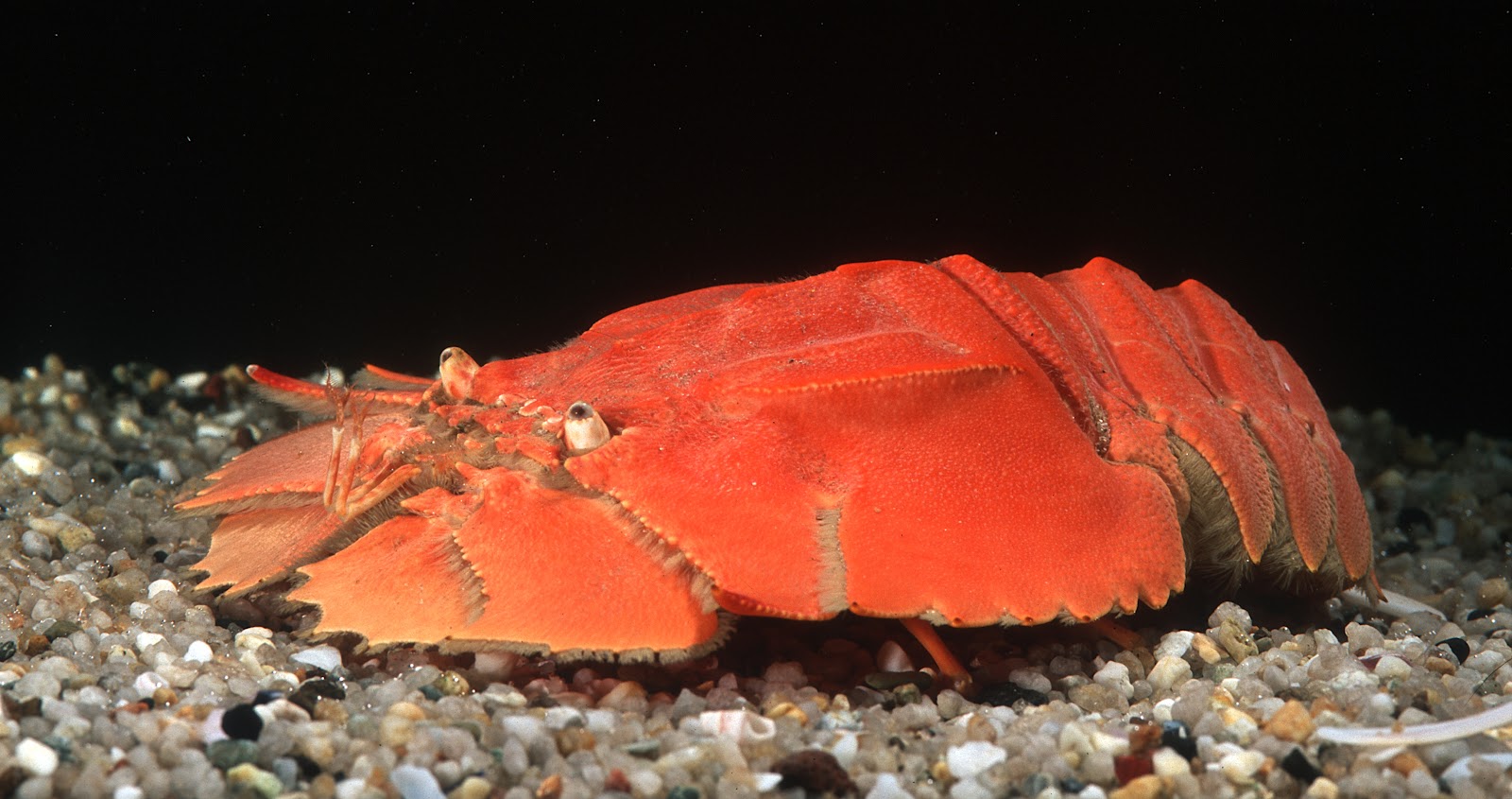 Ibacus peronii - Alchetron, The Free Social Encyclopedia