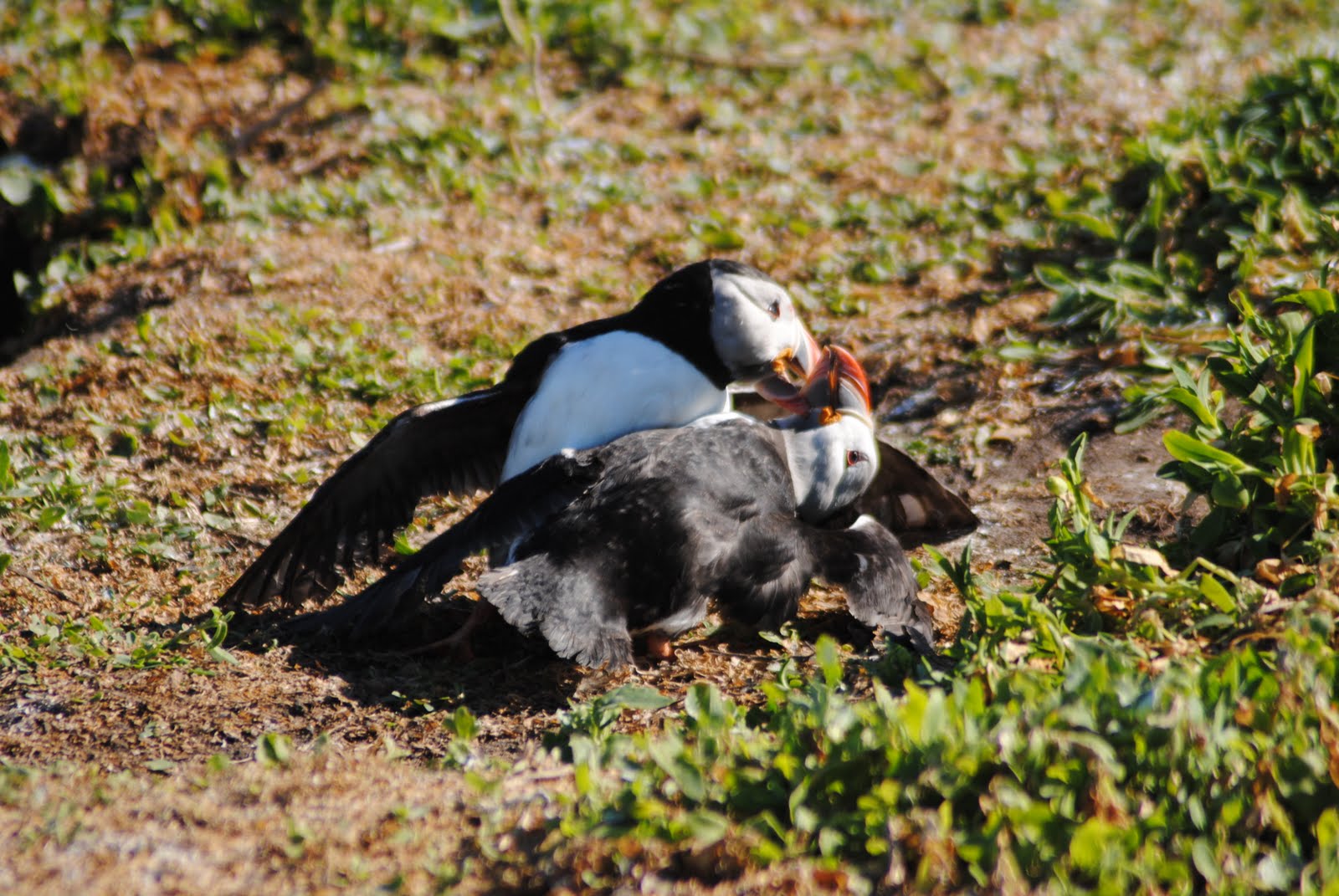 Puffin Fight - Serenity Farne Islands Boat Tours and Trips