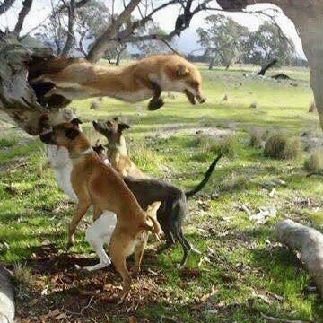 Terrierman's Daily Dose: Invasive Red Fox Extermination in Australia