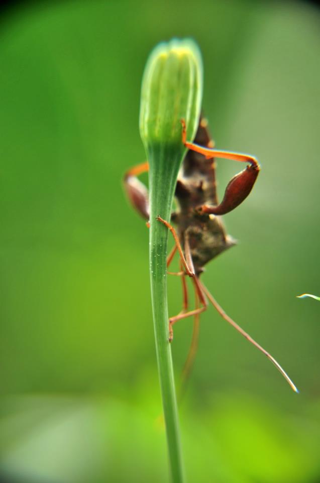 PEPATUNG DAN PINGGANG | AKU ANAK PAHANG