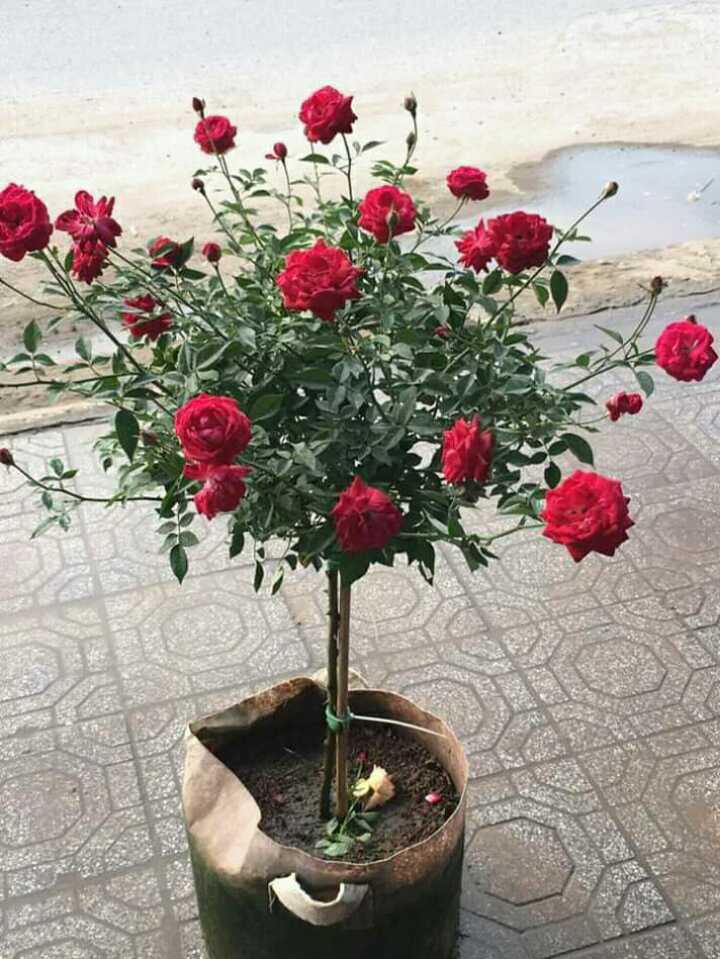 Hoa Hồng Thân Gỗ Bến Đỗ Tình Yêu