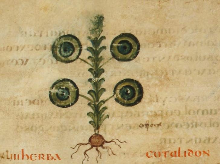 Wyrt Wizard: January 2014