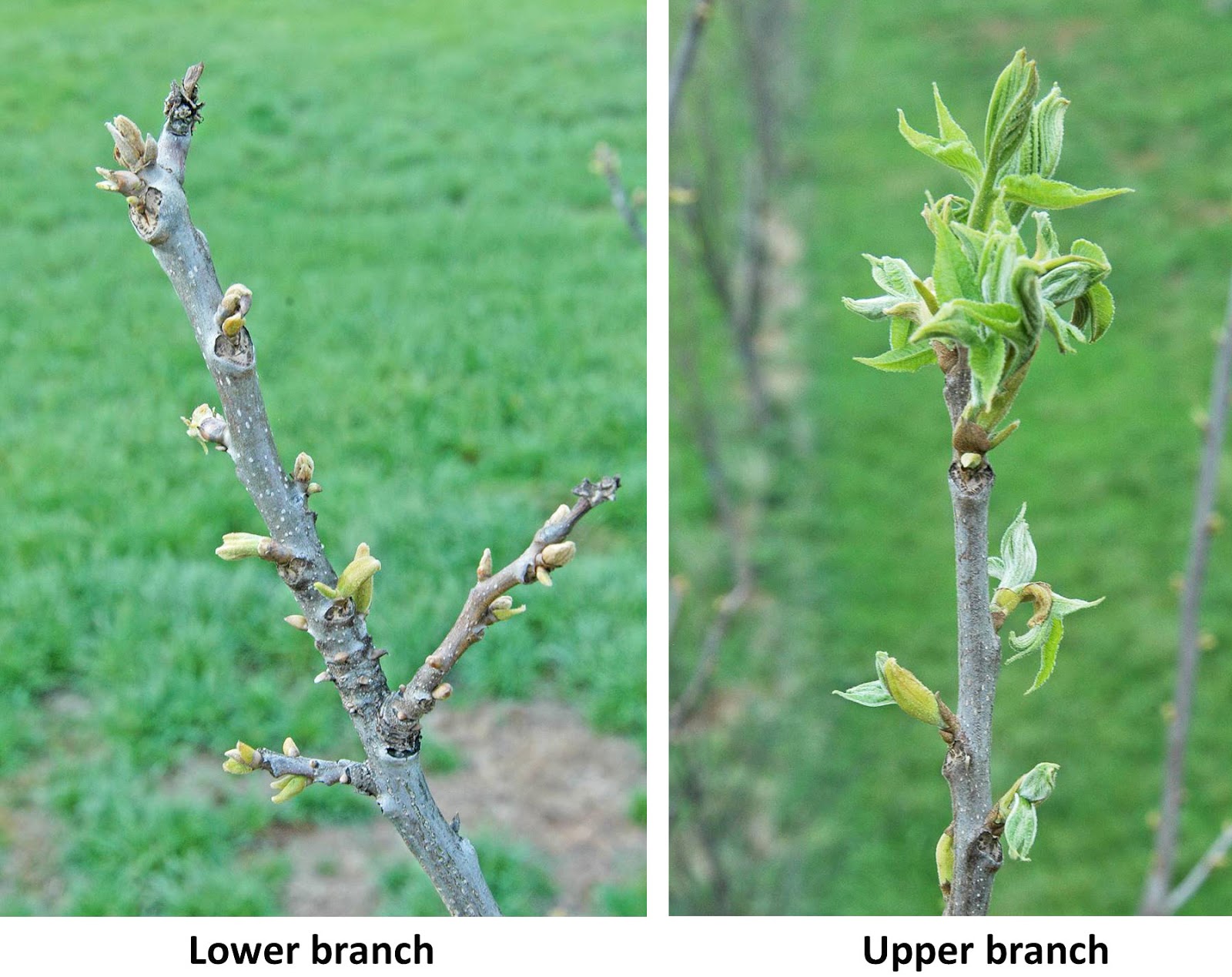Northern Pecans: Bud break after early April freezes