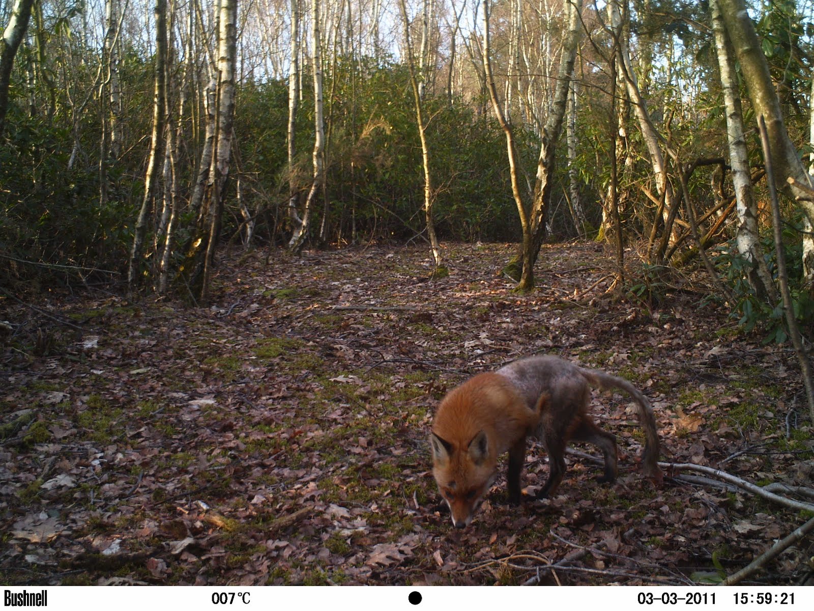 bigcatdetective: Mangy fox still about