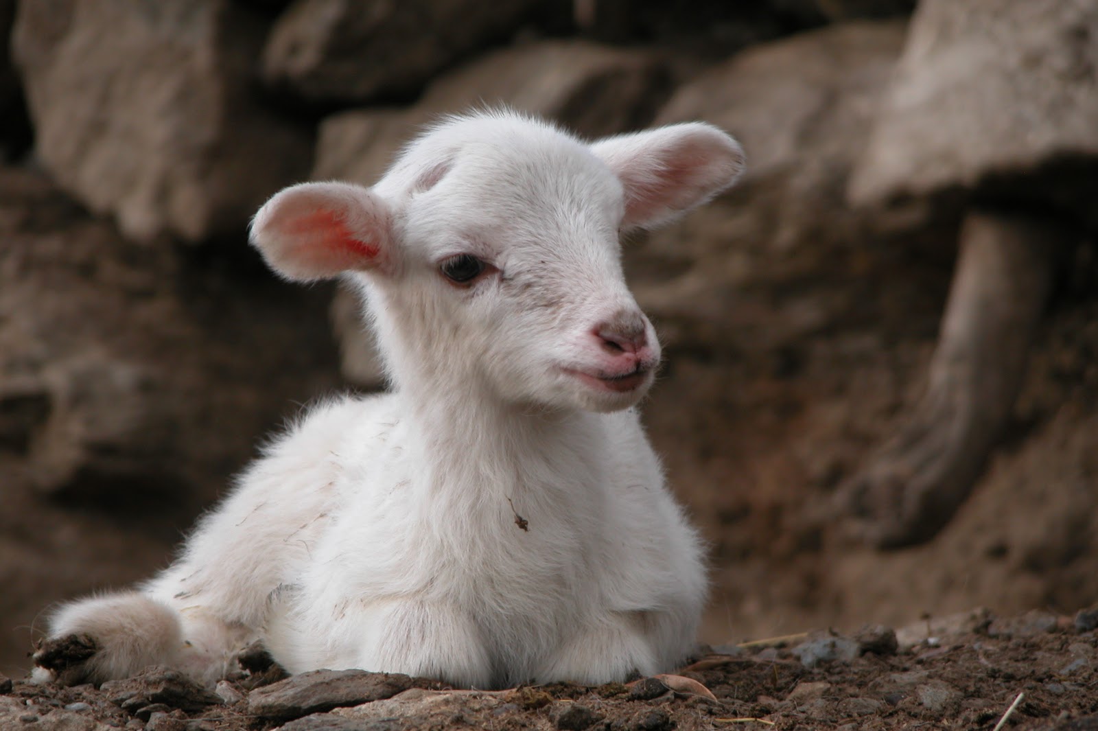 I LOVE PLATI': La fattoria degli animali (reg. John Halas e Joy ...
