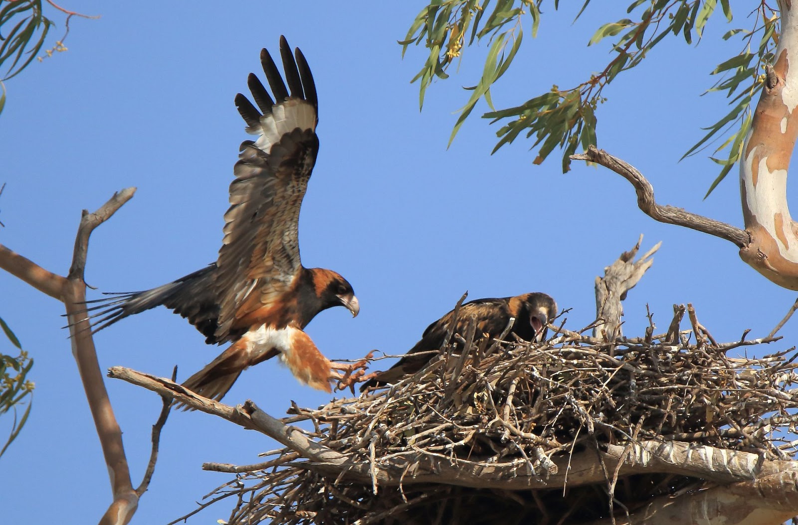 Richard Waring's Birds of Australia: Latest update on the Black ...