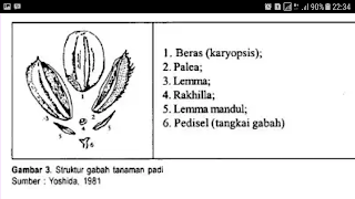 Klasifikasi Dan Morfologi Padi - SUMBER AJARAN