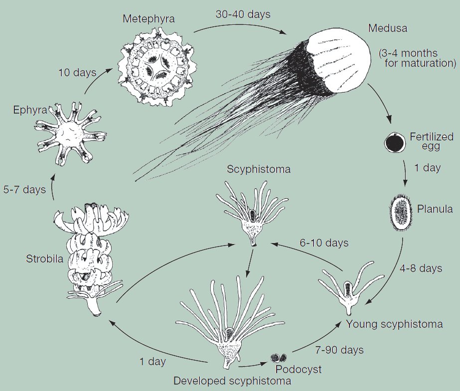 Le Blog de M.Colin: Pullulation de méduses, l'exemple de la méduse d ...