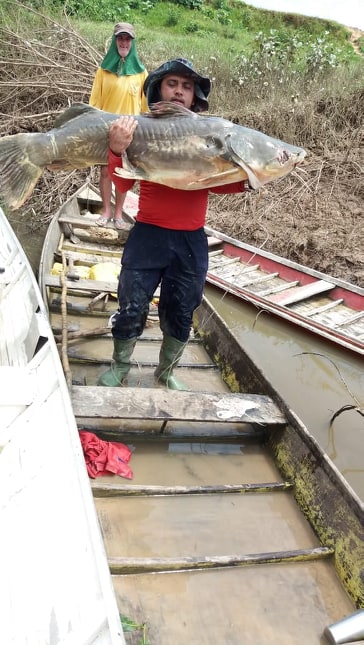 Blog do Accioly - TK: TARAUACÁ: JÁU DE 55 QUILOS PESCADO NO RIO GREGÓRIO